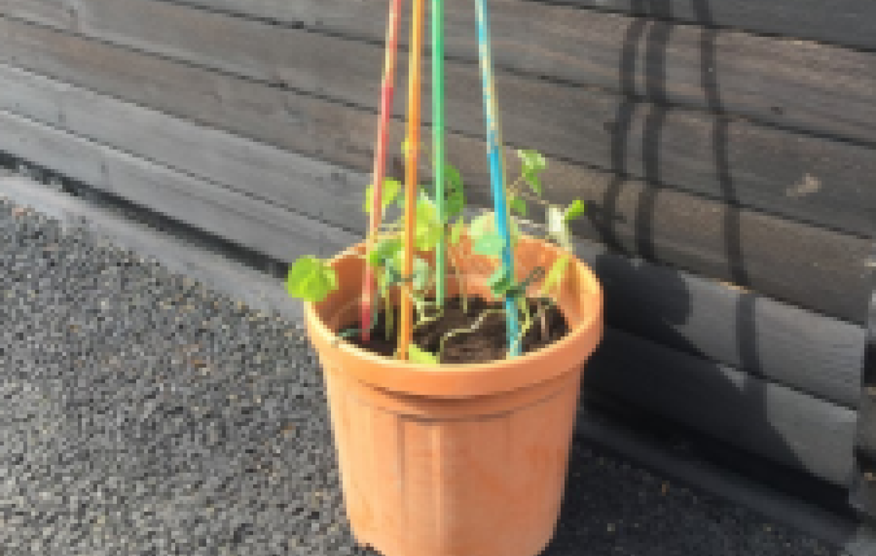 Grow-a-long Nasturtium wigwam | Trellis