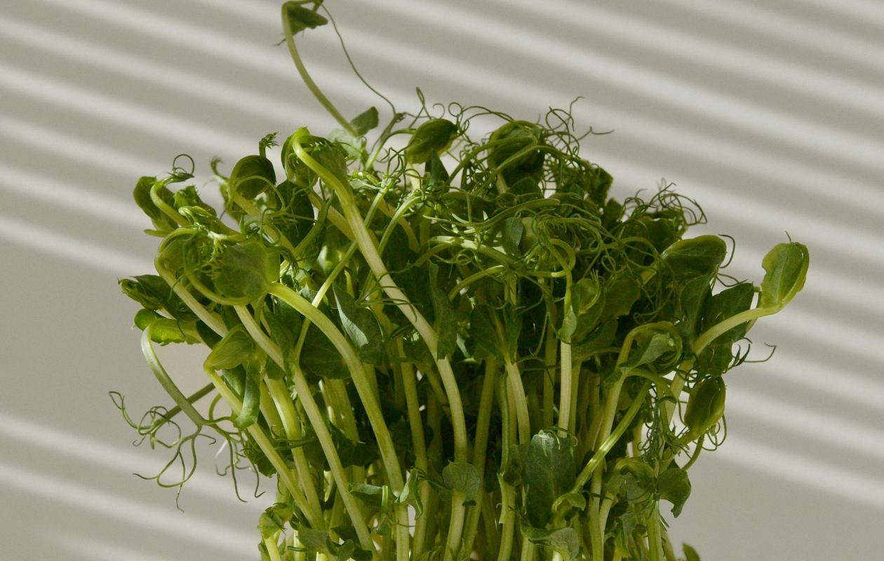 Pea Shoots | Trellis